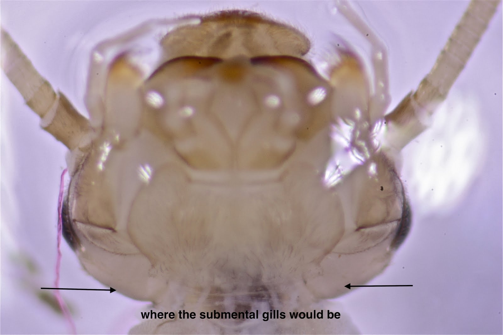 Aquatic Insects of Central Virginia: The Perlodid stonefly, genus ...