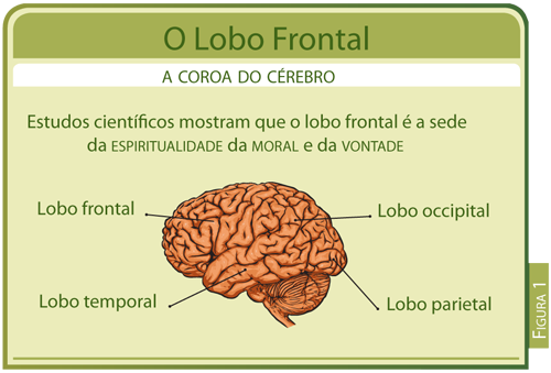 Neuropsicopedagogia na sala de aula: Pesquisando sobre o cérebro - 3