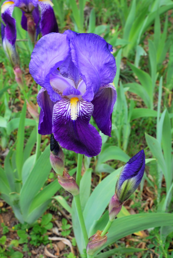 Concursos de la Asociación Fotográfica La Paz: Lirio Morado.