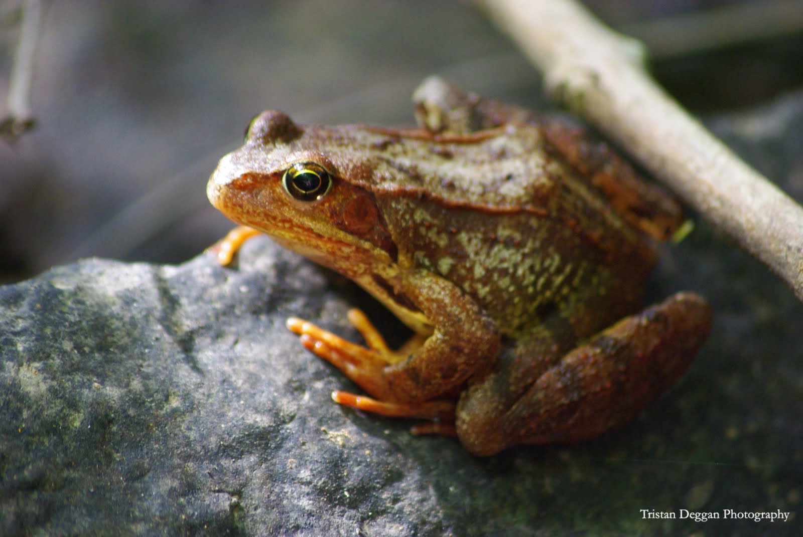 Macro Photography by Tristan Deggan: Frogs, Bowen island, Canada...
