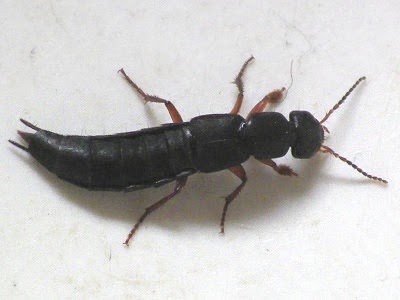 Berichten van een dodenakker: BEEST OP DE MAT