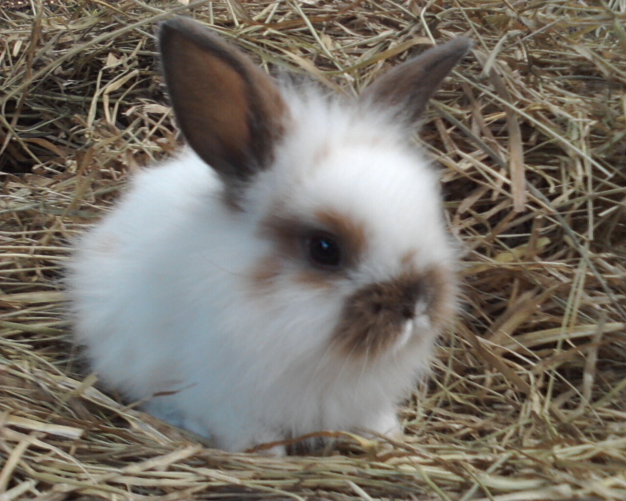 COELHÁRIO ENCHANTRESS ***MINI COELHOS***: FILHOTES MINI LION HEAD E ...