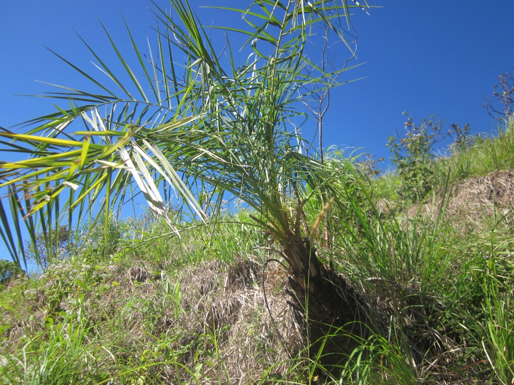Cycad (Eenthu) | KERALA NATURE AND AYURVEDA