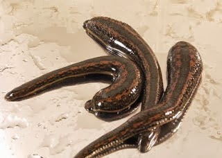 TERAPI LINTAH DAN JUAL LINTAH