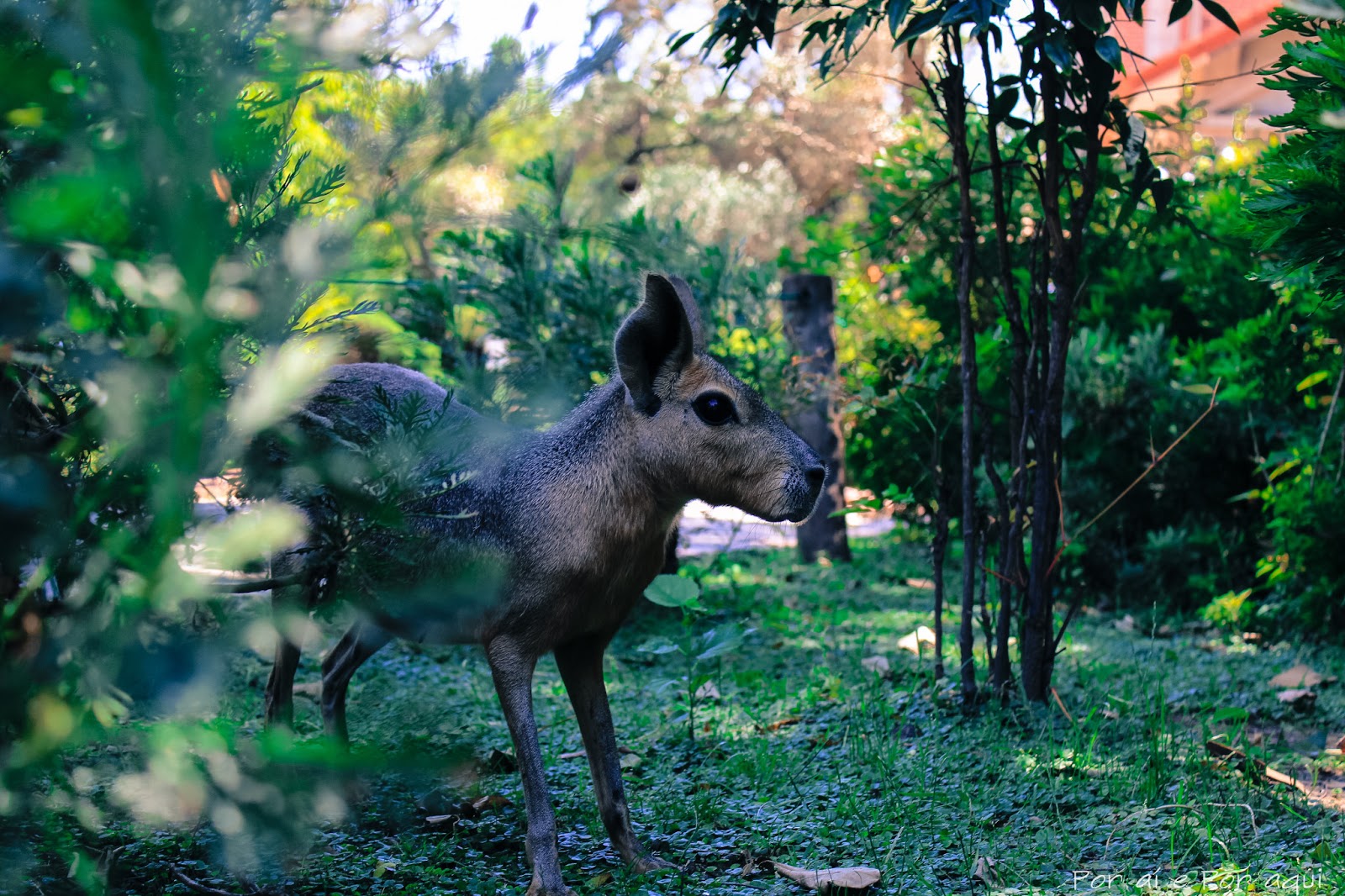 Buenos Aires: Jardim Zoologico de Palermo homoga
