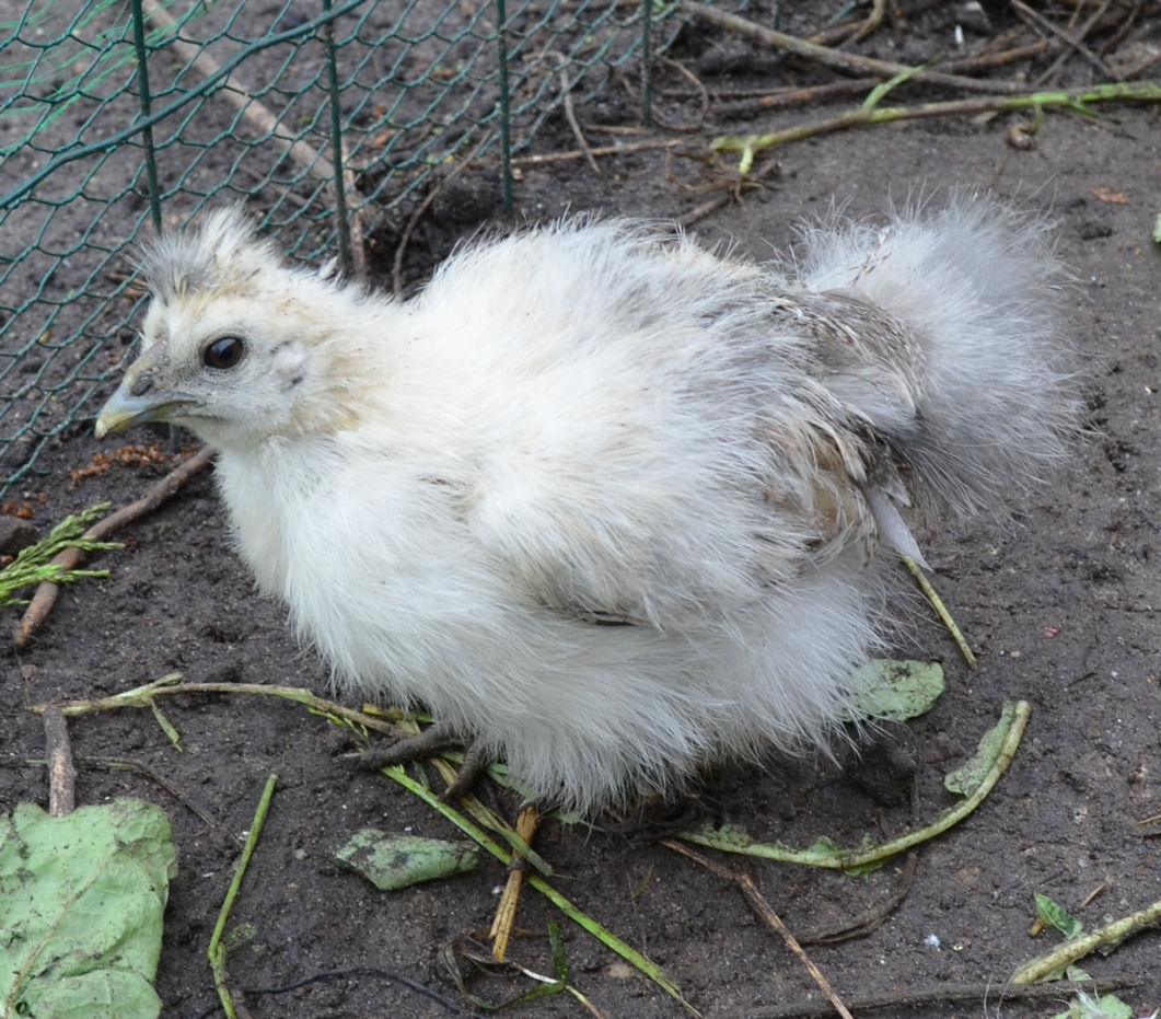 De moestuin en het Kippenhuis : Zyanhoentjes en Zijdehoentjes - Deel 14