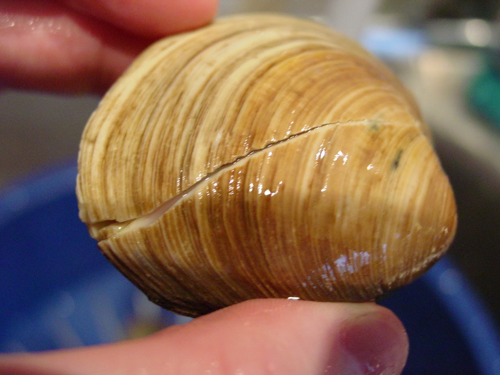 The Dirty Floor: Clam Linguine with White Wine and Red Peppers