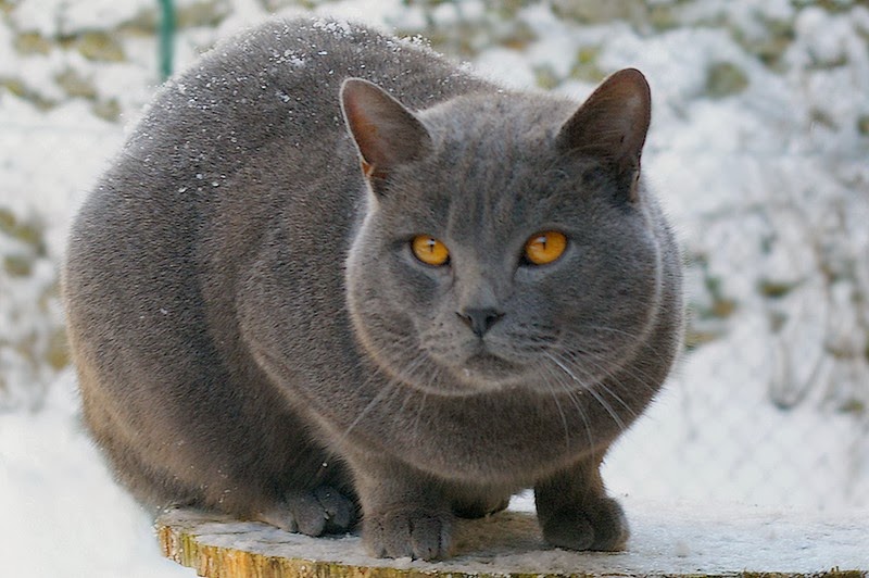 Chartreux Cat | Cute Cats