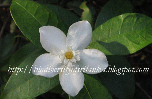 Biodiversity of Sri Lanka: වල්-ඉද්ද/සුදු-ඉද්ද/ඉද්ද/කෙලිද්ද[Wal-idda ...