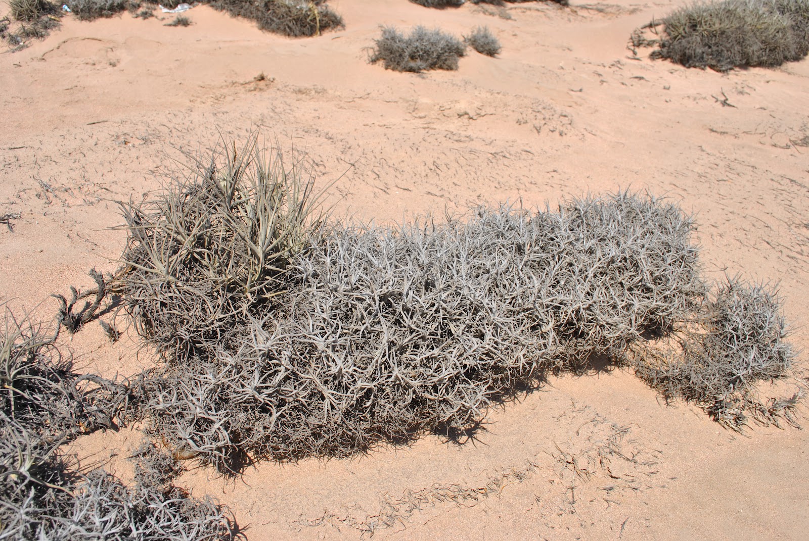 Centro de Muestreo y Análisis Biológico: Proyecto "Estudio de Línea de ...