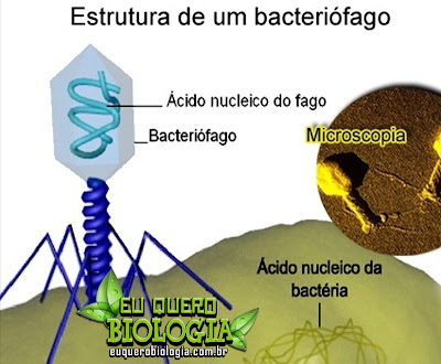 Vírus bacteriófagos são extremamente importantes para o sistema ...