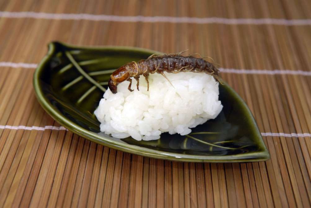 Día del Sushi de Insectos en Japón ~ Gastronomia y Postres