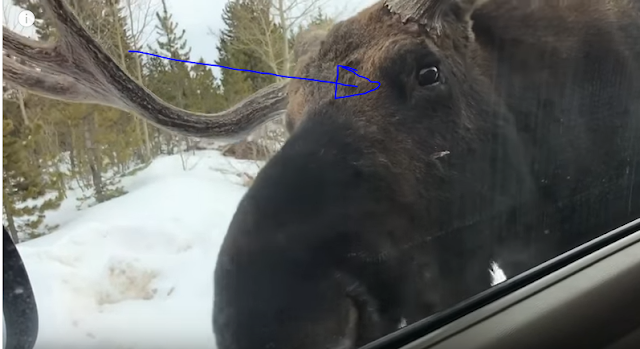 26 Derpy Animals You Will Love | Funniest Animal Videos ~ viral videos 2018