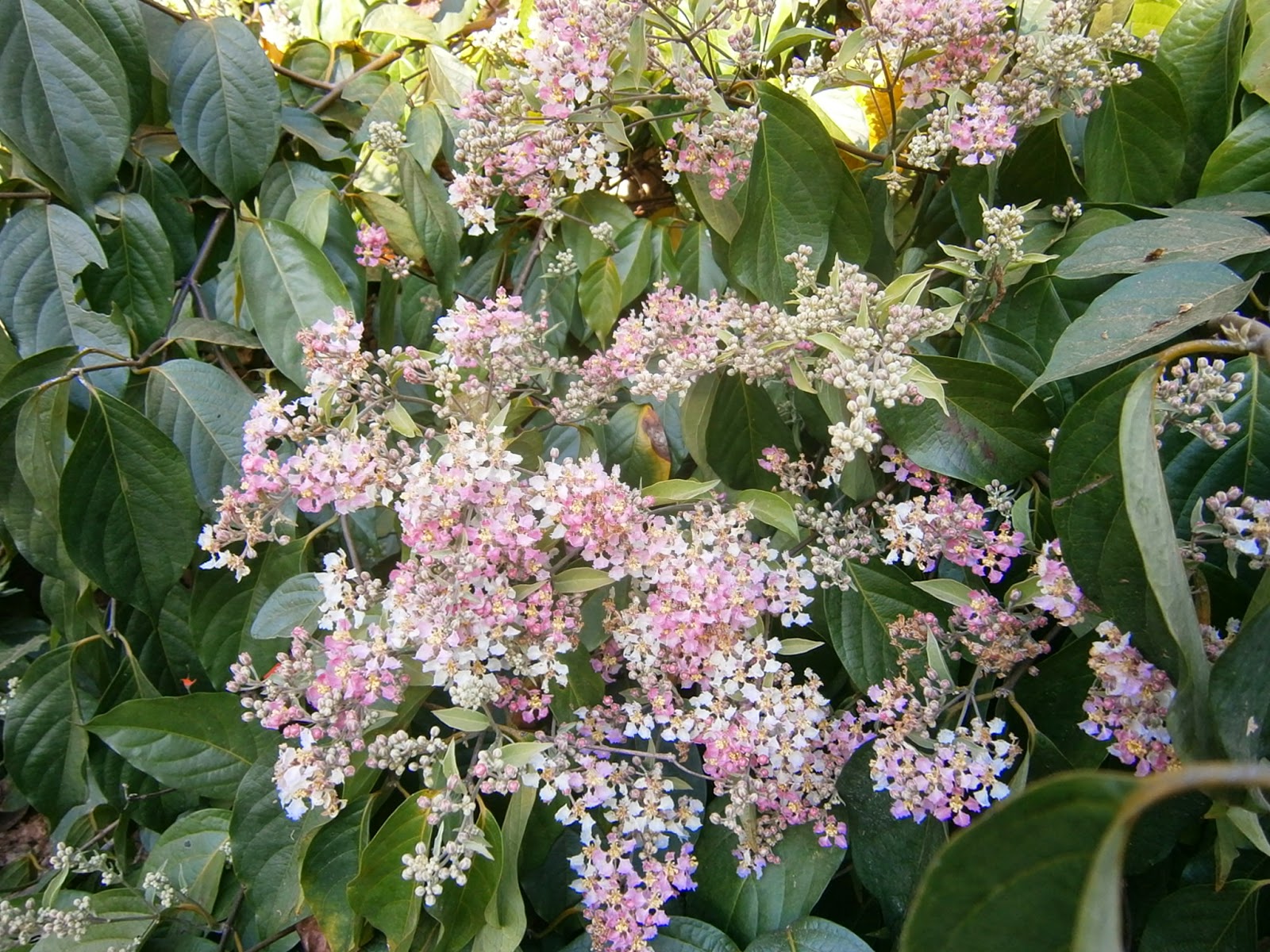 Zelando pela Chacrona e pelo Jagube: Segunda Floração do Jagube! Parte 2