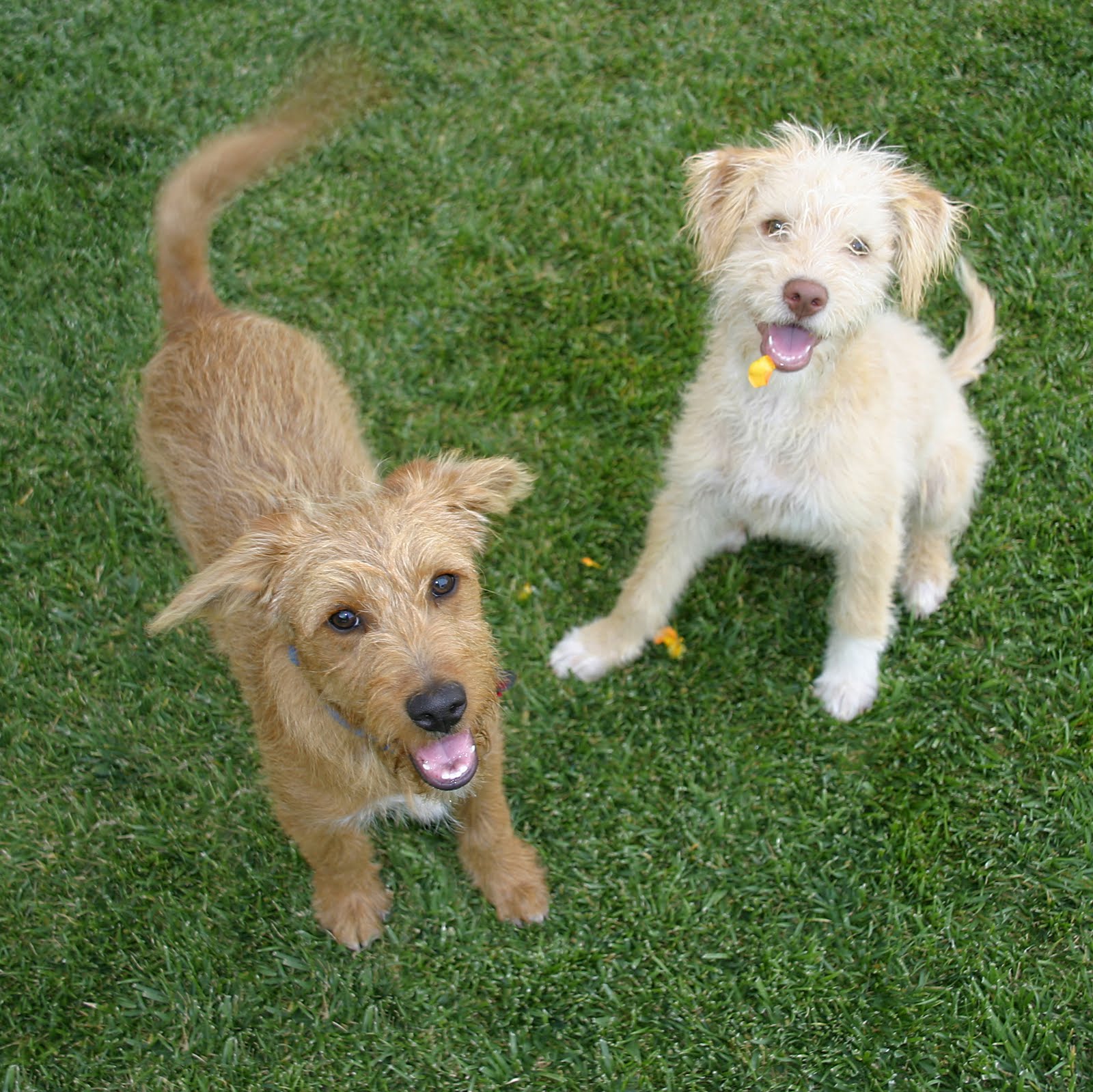 RSPCA NSW Education Puppy Play Time rspca-nsw-education-puppy-play-time