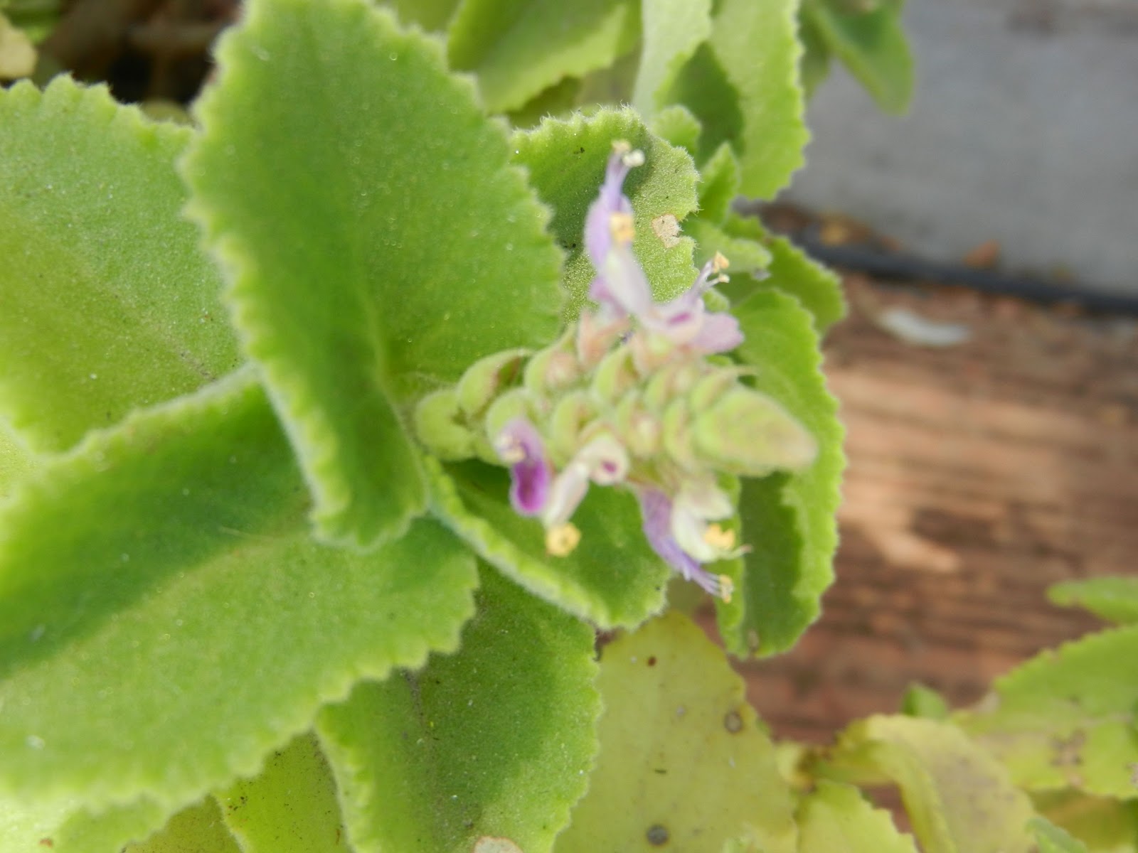 Project 365 - One photo everyday: Day 86 - Karpooravalli