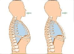 Sistema Respiratorio.: INSPIRAR Y ESPIRAR