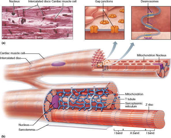 Study Pack: Cardiac Muscles and Calcium Channel Blockers