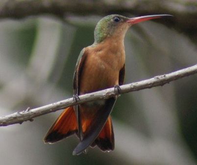 Diario de Campo: Congreso de Aves
