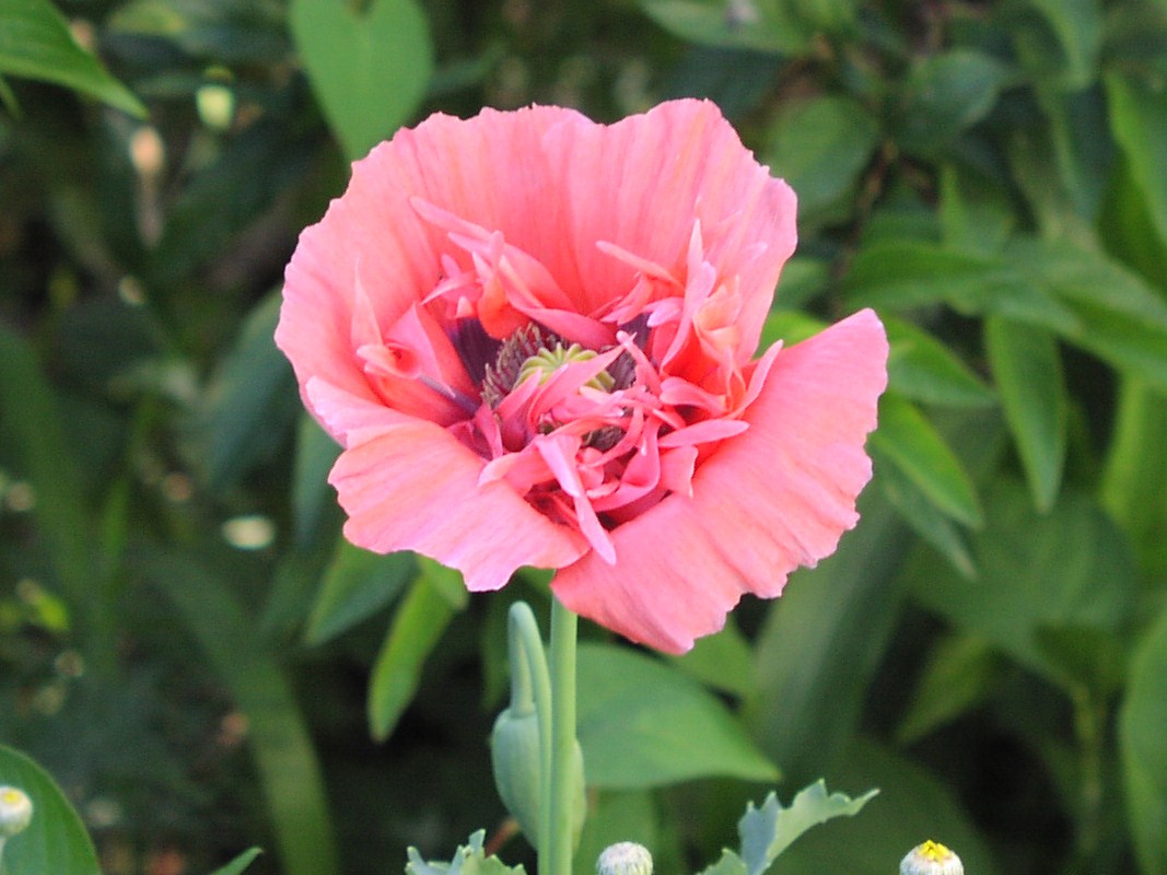 For the Love of Gardening: January 2012