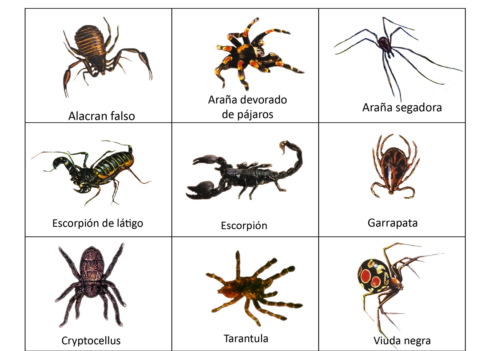 BLOG DE QUINTO: ARTRÓPODOS