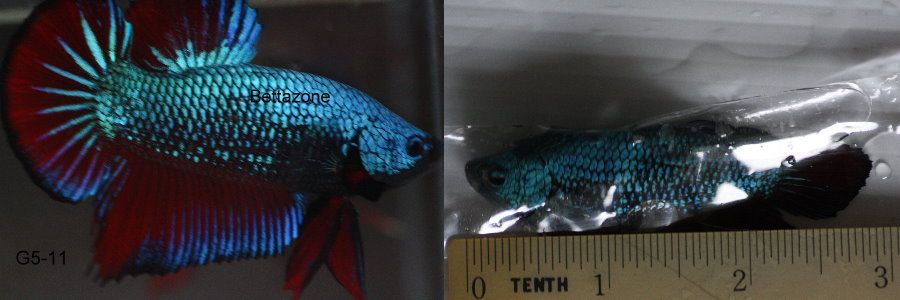 Bettazone: Betta of the week : Giant bettas