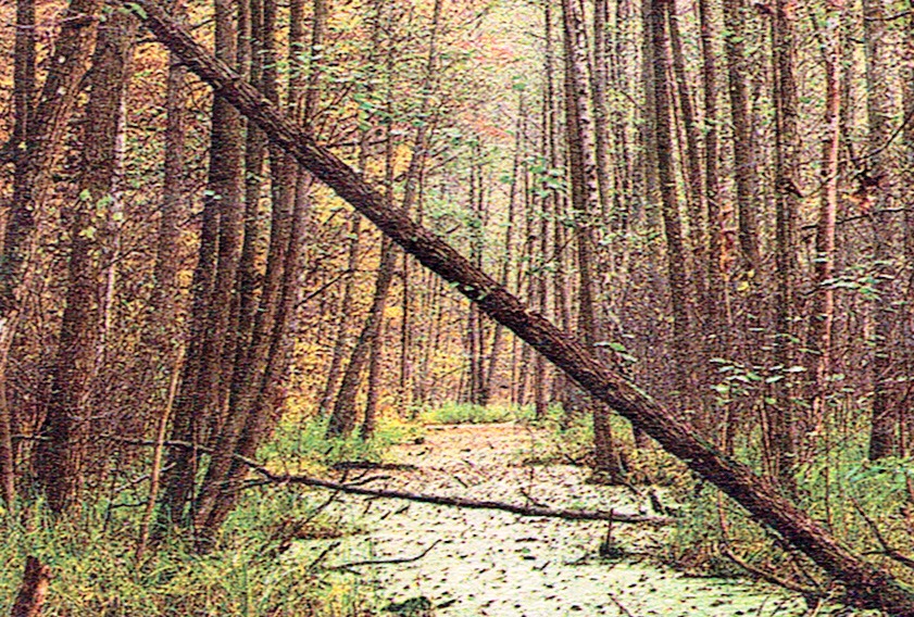 .: Tajemniczy mieszkańcy bagien