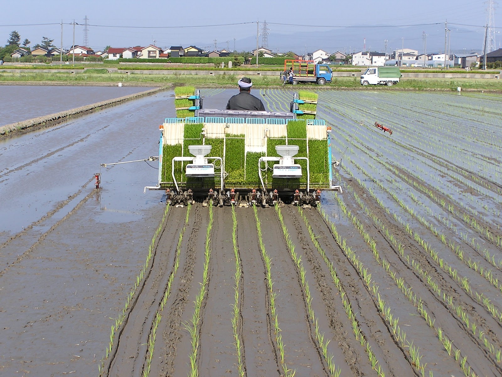 About History of Rice: How to grow rice in Japan