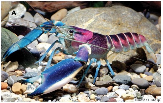 Udang Krai atau Crayfish