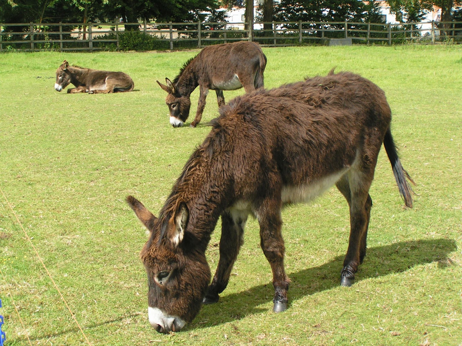 Vintage Vicki: A weekend with Eeyore & Friends