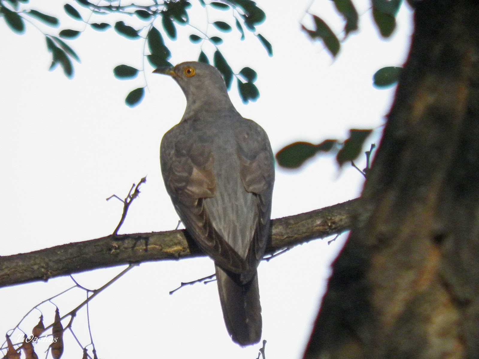 PASARI DIN ROMANIA: CUCUL (2), Cuculus canorus