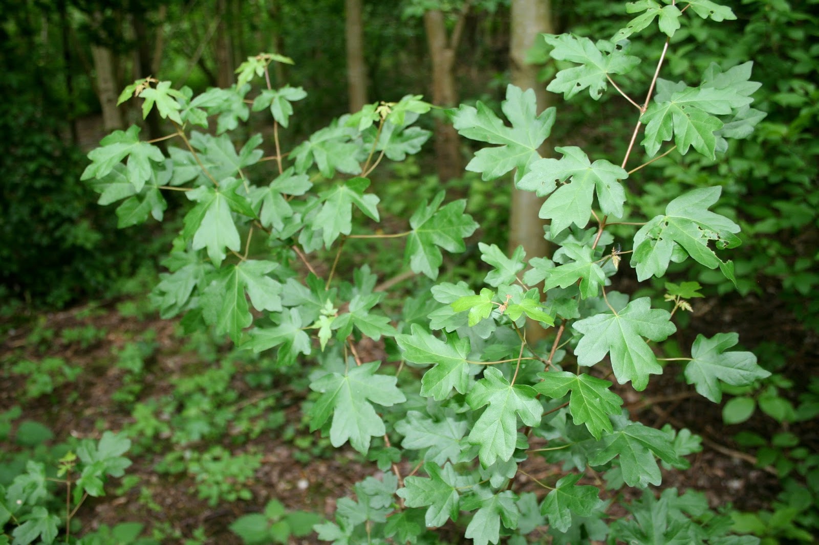 Filnore Woods Blog: Tree ID: Field Maple
