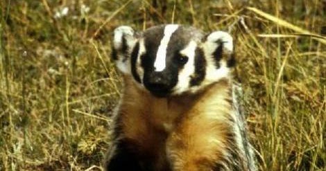 Porsuk Hakkında Bilgiler | Canlılar Alemi