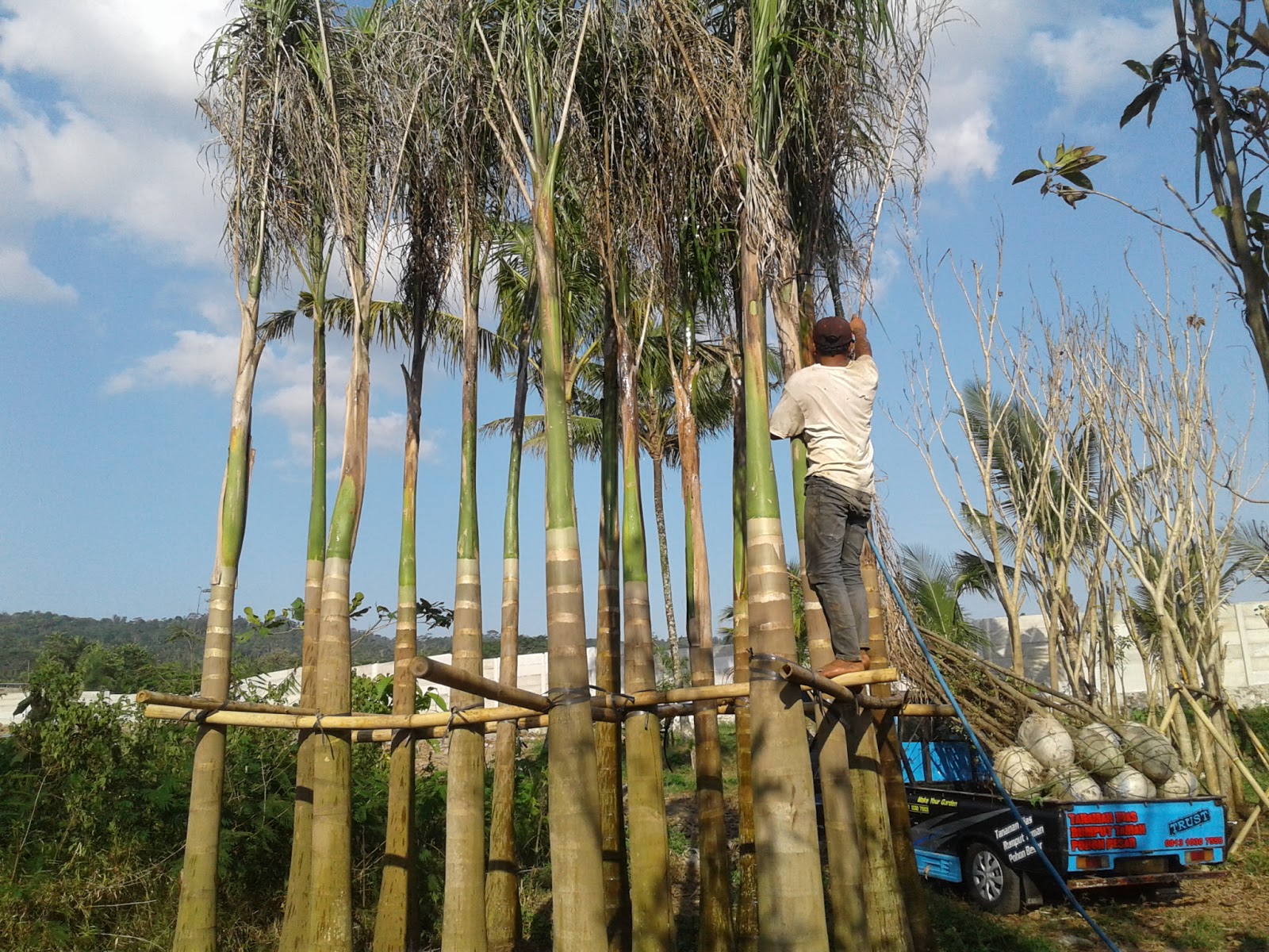 Pohon Palem Raja ~ Arya Flower Landscape