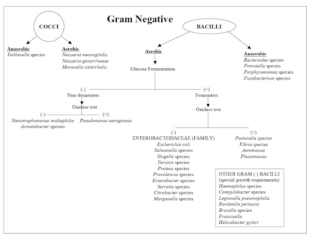 Gram Positive Bacteria Identification Chart