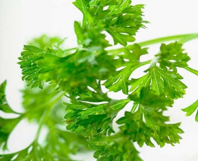 Plantas Milagrosas : Salsa Benefícios e Qualidades