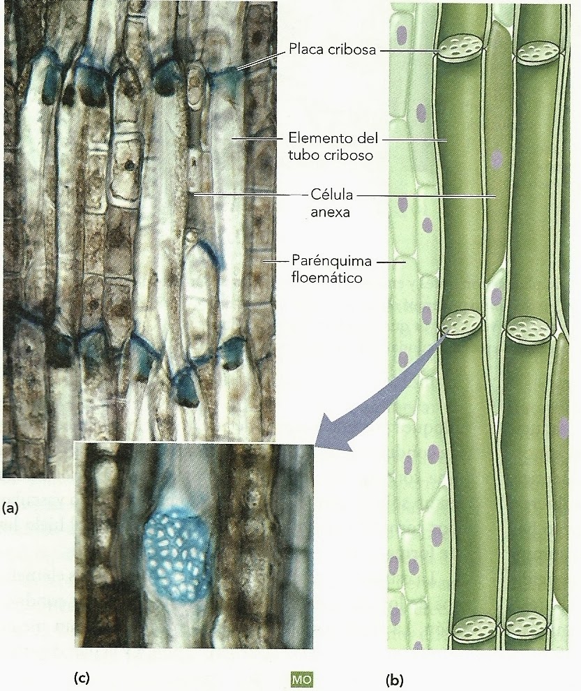 Tejido vascular: xilema y floema | Apuntes de Fisiología Vegetal