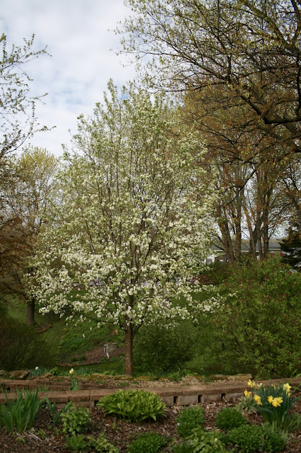 Amy's Creative Pursuits: What's Blooming in My Garden This Week ...