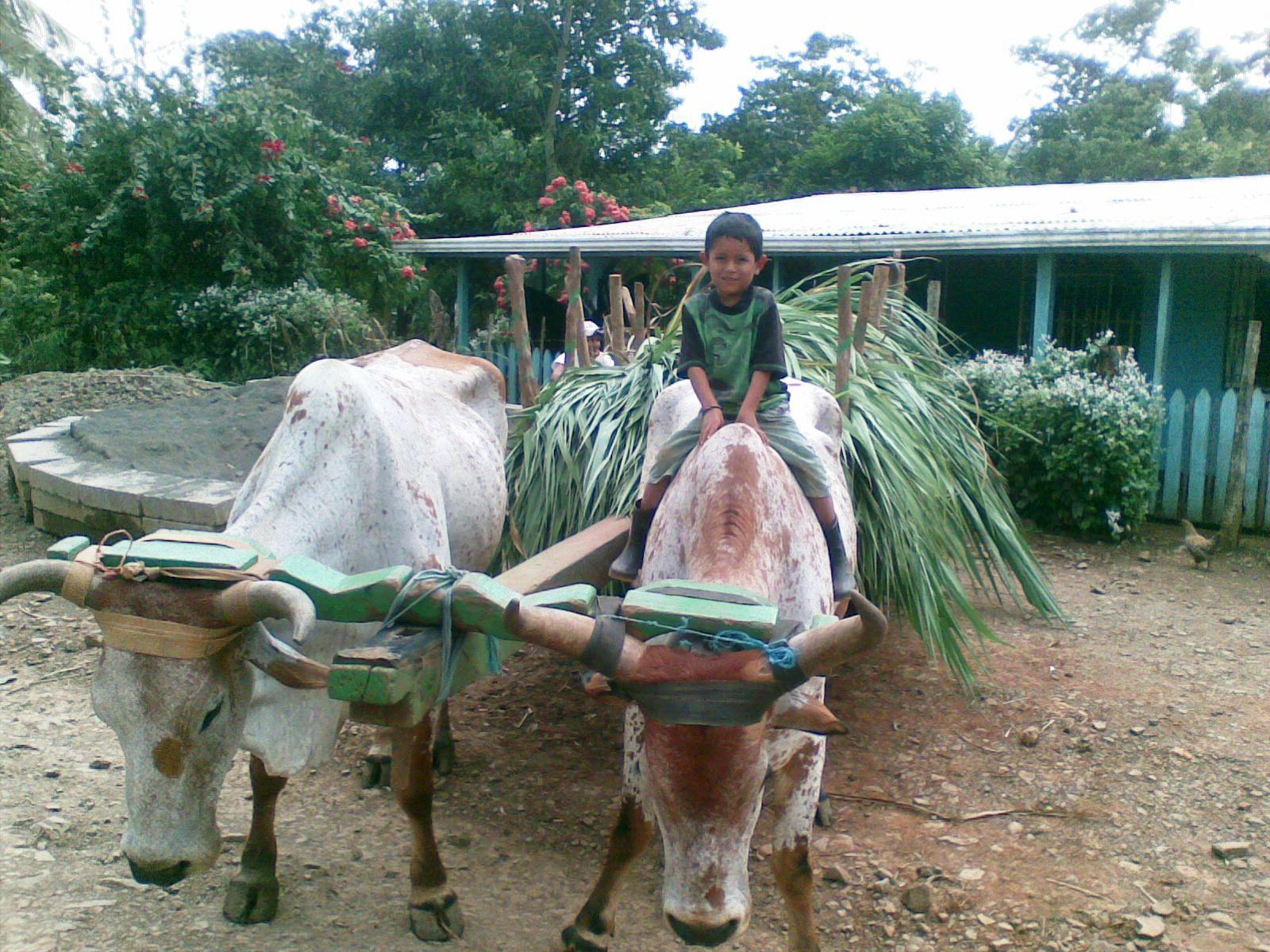 Sueños del Caribe: YUNTA
