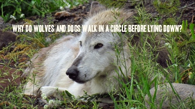 White Wolf : Why Do Wolves and Dogs Walk in a Circle Before Lying Down?