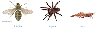 අධ්‍යාපන රසකතා : අපා, දෙපා, සිවුපා, ශඩ්පා, අෂ්ටපා, දශපා, සියපා සහ ...