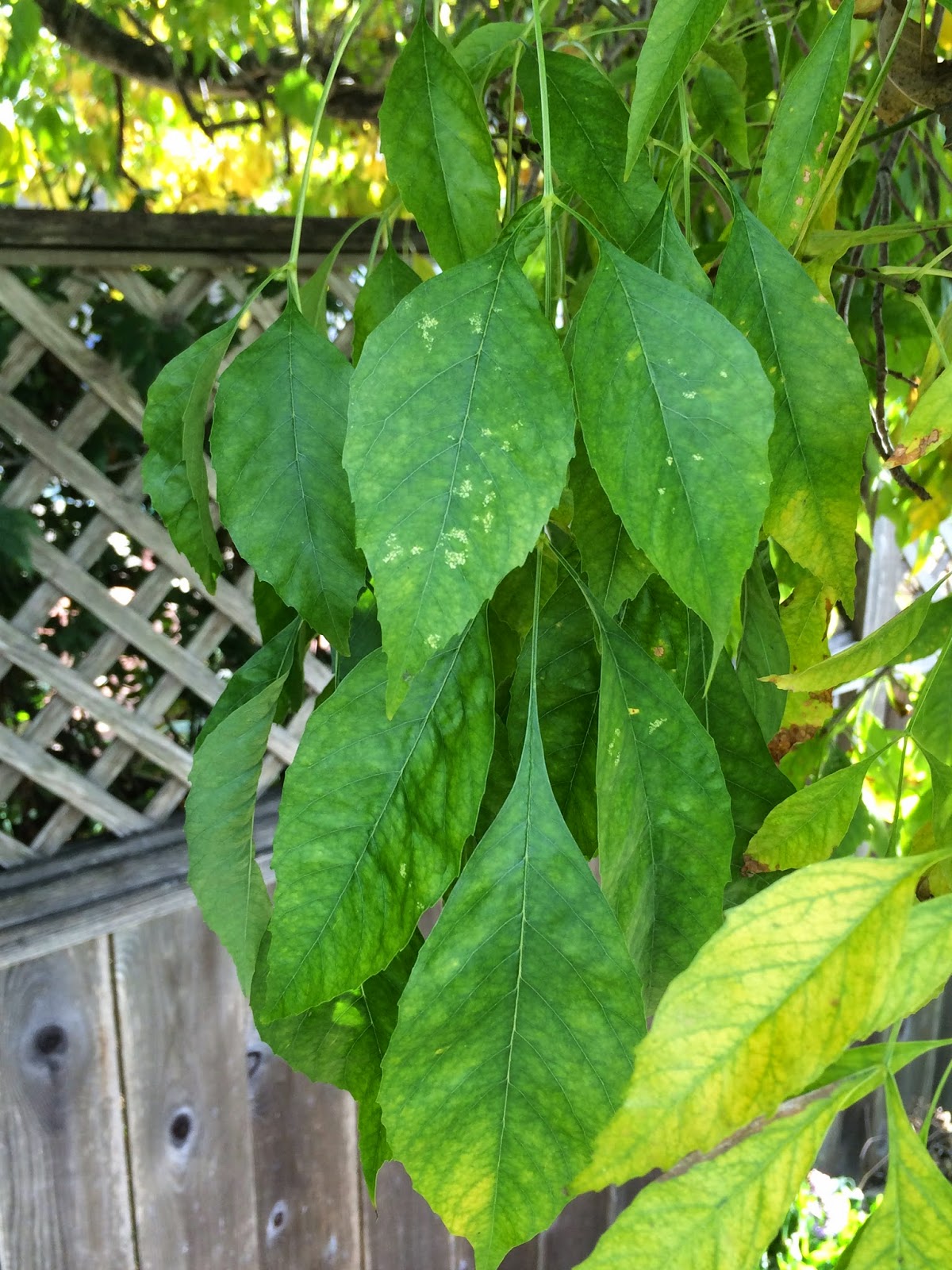 Trees of Santa Cruz County: Fraxinus velutina 'Modesto' - Modesto Ash