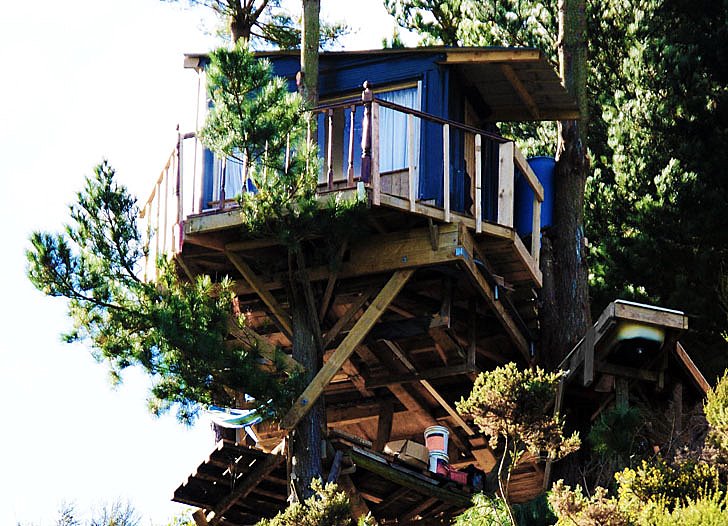 The Flying Tortoise: The Best Little Tree Hut...