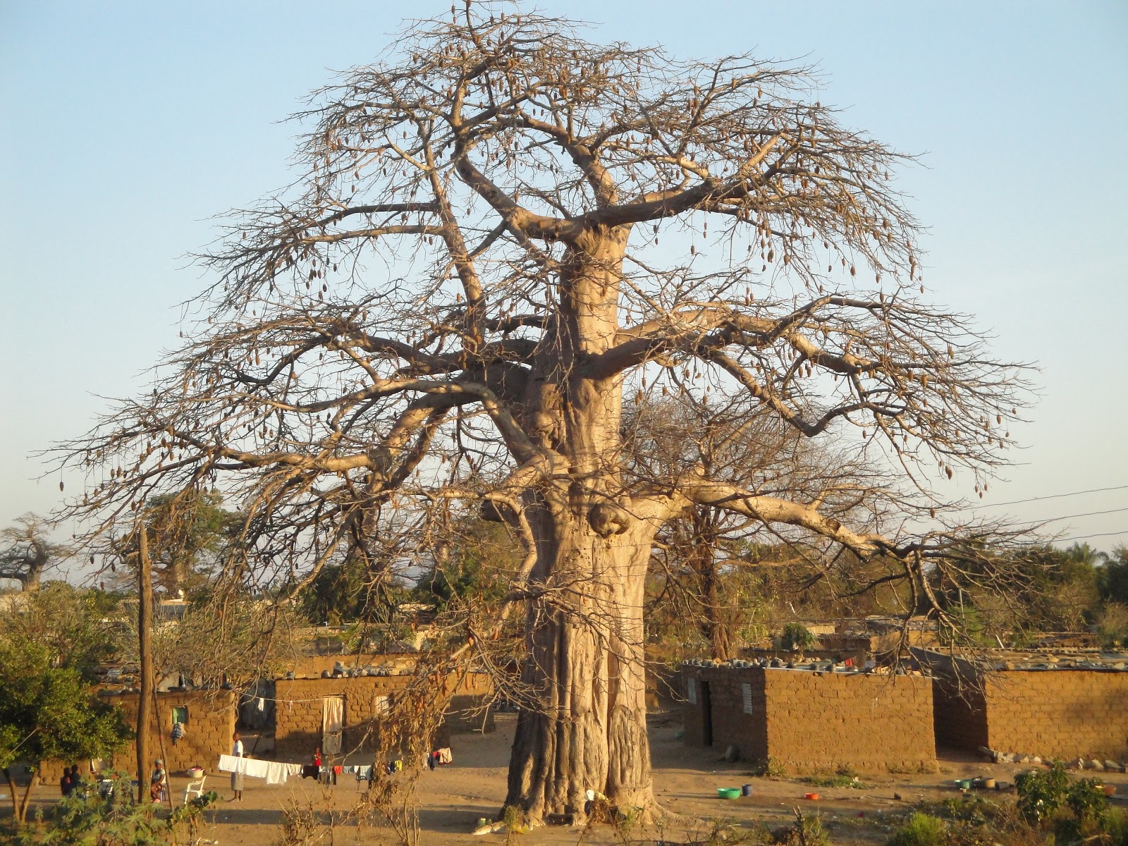 Lobito - Benguela - Angola: ==> *** Município do Chongoroi - Terra dos ...