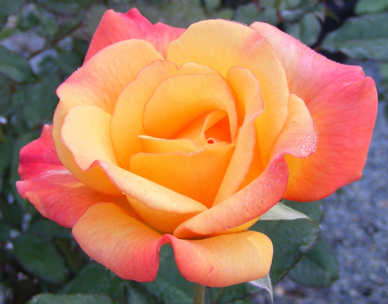 Coming Up Roses: Expert Rose Advice from Witherspoon Rose Culture ...