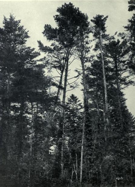 Future Plants by Randy Stewart: The Firs