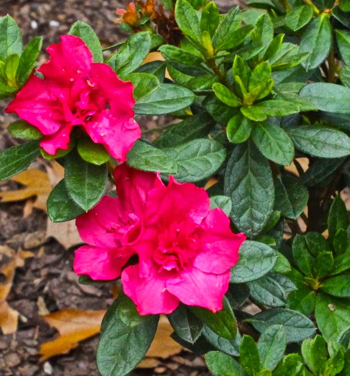 Garden Bloggers' Bloom Day - December 2014