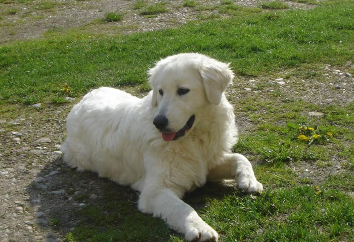 Cães de Raça, pequenos, grandes, inteligentes e perigosos: Cuvac ...