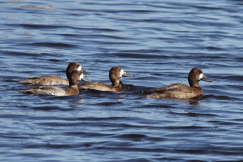 Dermot Breen's Blog: Lesser Scaup, Murlach