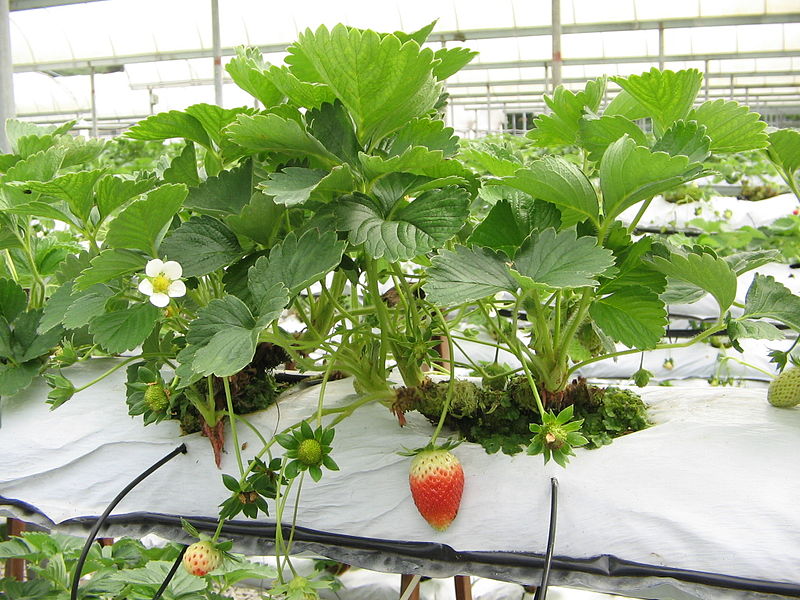 Khasiat Buah Strawberi Untuk Kesihatan
